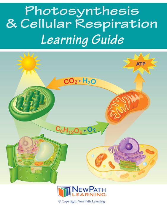 Photosynthesis & Respiration Learning Guide