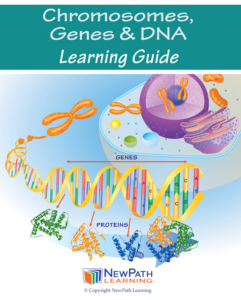 chromosomes, genes & dna learning guide