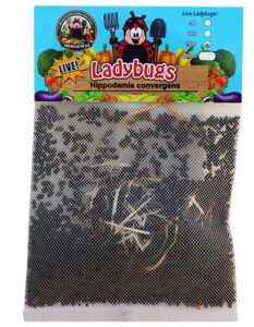 1500 live ladybugs - good bugs - ladybugs - guaranteed live delivery!