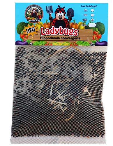 1500 Live Ladybugs - Good Bugs - Ladybugs - Guaranteed Live Delivery!