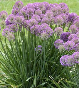 serendipity ornamental onion> allium 'serendipity'> 1 gallon container