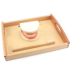 DANNI Gudong Montessori Kids Practical Life Simulated Tooth Toy Brushing Tooth Teaching Aids Real Wood Brush with Tray Preschool Toys for Children (Tooth Set)