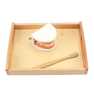 DANNI Gudong Montessori Kids Practical Life Simulated Tooth Toy Brushing Tooth Teaching Aids Real Wood Brush with Tray Preschool Toys for Children (Tooth Set)