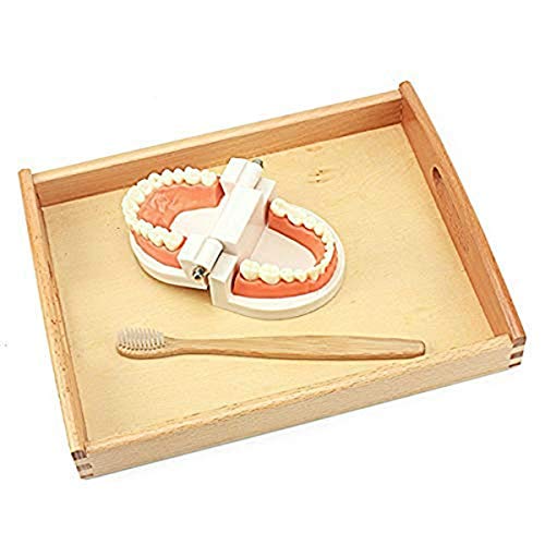 DANNI Gudong Montessori Kids Practical Life Simulated Tooth Toy Brushing Tooth Teaching Aids Real Wood Brush with Tray Preschool Toys for Children (Tooth Set)