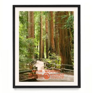 - muir woods national monument poster print - wpa wall art - travel poster home décor - housewarming gift - 11 x 14 unframed art print