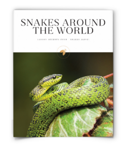 firefly nature school - snakes alive! - lesson - snakes around the world