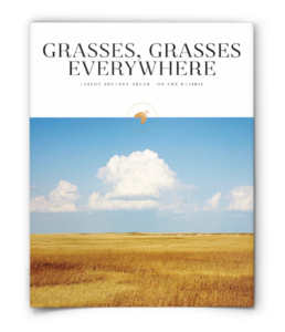 firefly nature school - on the prairie - lesson - grasses, grasses everywhere