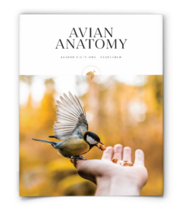 firefly nature school - feathered - lesson - avian anatomy