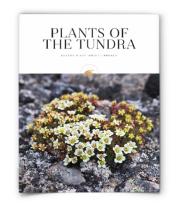 firefly nature school - frozen - lesson - plants of the tundra