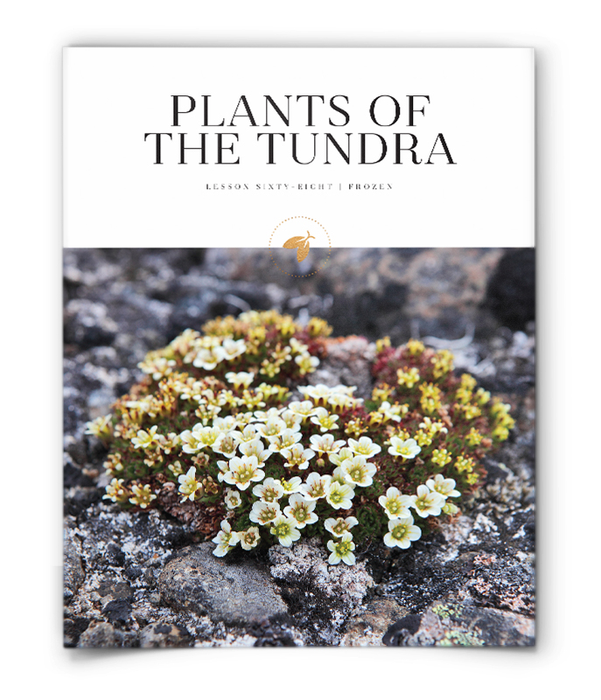 Firefly Nature School - Frozen - Lesson - Plants Of The Tundra