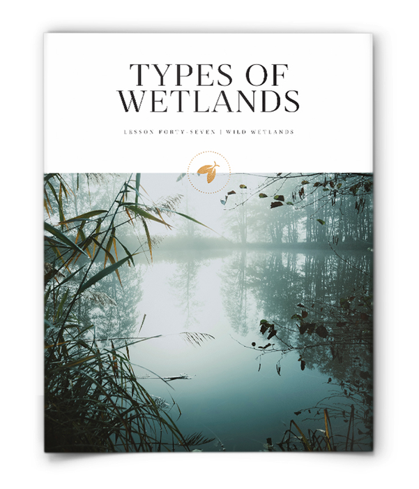 Firefly Nature School - Wild Wetlands - Lesson - Types of Wetlands