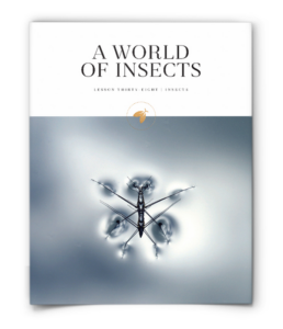 firefly nature school - insects - lesson - a world of insects