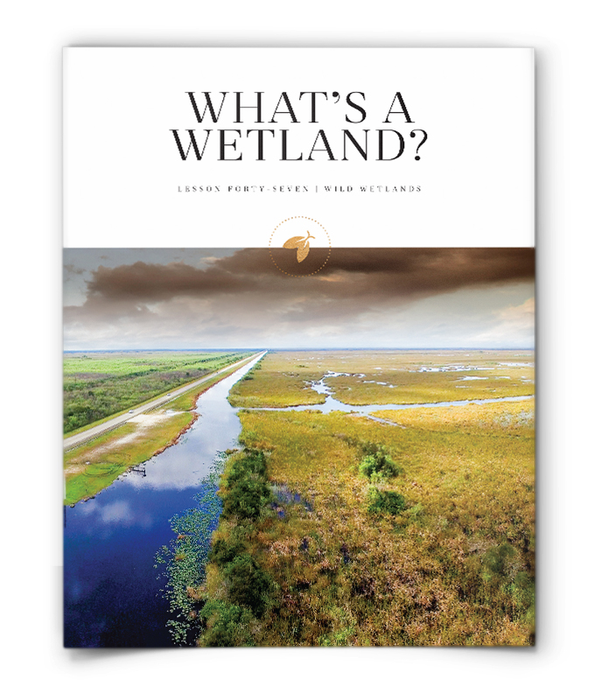 Firefly Nature School - Wild Wetlands - Lesson - What's a Wetland?