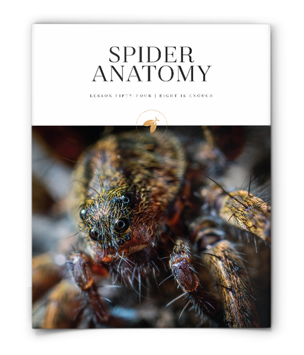 Firefly Nature School - Eight is Enough - Lesson - Spider Anatomy