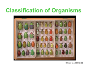 classification of organisms: taxonomy