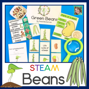 beans stem / steam activities and life cycle