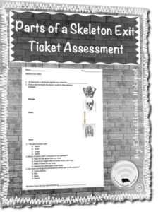 parts of a skeleton exit ticket assessment