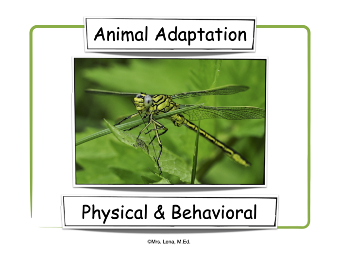 Animal Adaptation- Lesson & Activities - NO Prep Pack