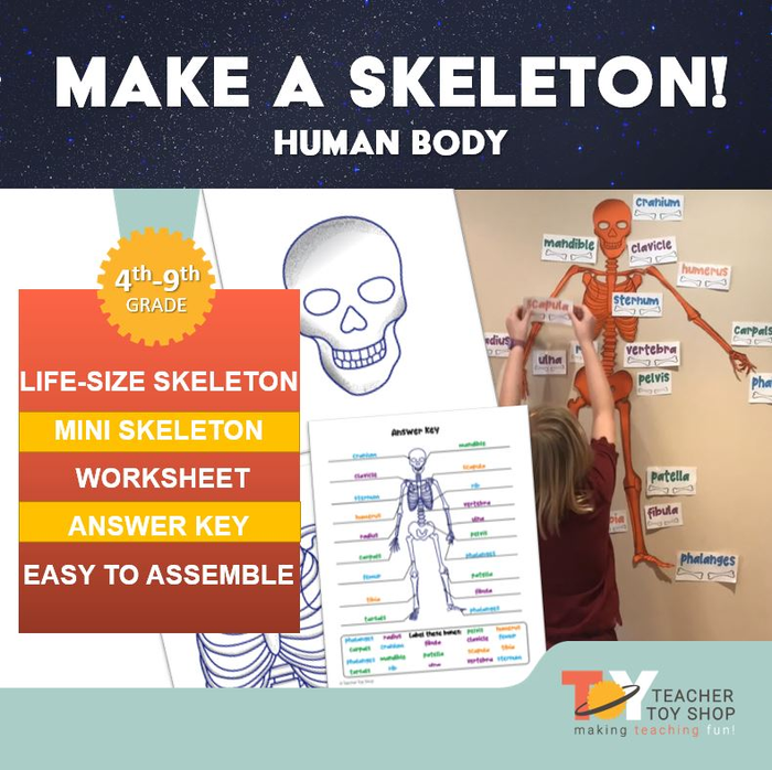 Life Size Printable Human Body Skeleton for Door or Bulletin Board