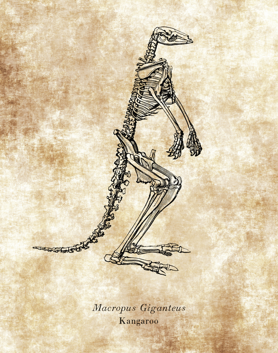 Macropus Giganteus Skeleton Drawing Kangaroo Science Lab Wall Art