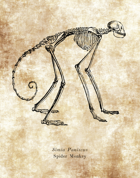 Simia Paniscus Skeleton Drawing Spider Monkey Wall Art