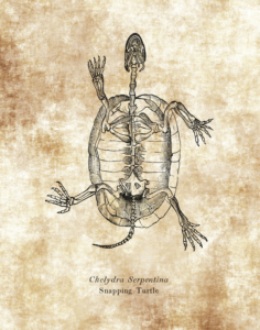 chelydra serpentina skeleton drawing snapping turtle science lab wall art