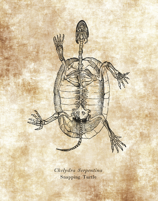 Chelydra Serpentina Skeleton Drawing Snapping Turtle Science Lab Wall Art