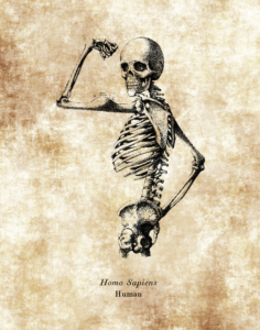 homo sapiens skeleton drawing human body science lab wall art