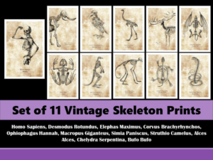 skeleton drawings set of 11 biology classroom wall prints