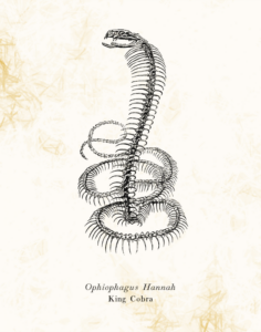 ophiophagus hannah skeleton drawing classroom wall art