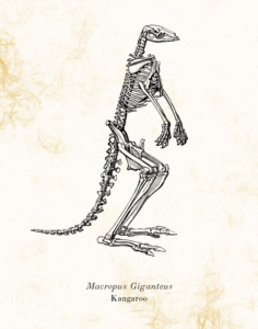 macropus giganteus skeleton drawing classroom wall art