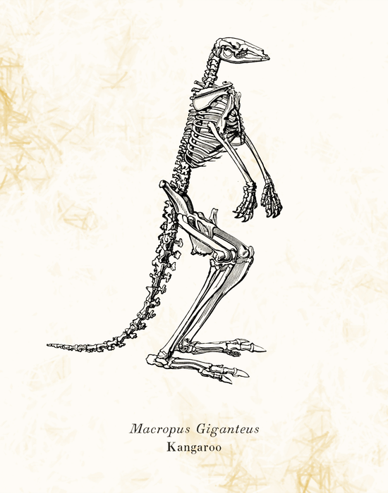 Macropus Giganteus Skeleton Drawing Classroom Wall Art