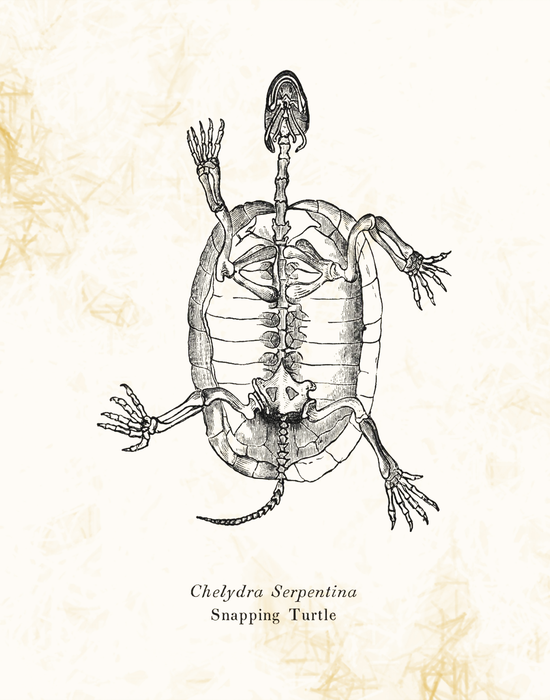 Chelydra Serpentina Skeleton Drawing Classroom Wall Art