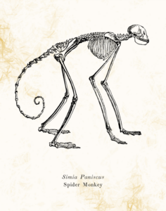 simia paniscus skeleton drawing classroom wall art