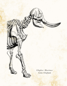 elephas maximus skeleton drawing classroom wall print