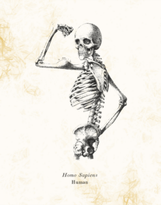 homo sapiens skeleton drawing classroom wall art