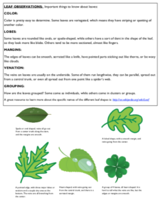 biology lab - making observations of leaves