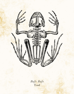 bufo skeleton drawing toad classroom wall art