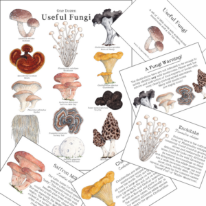 useful fungi print and learning cards