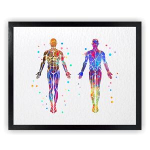 dignovel studios 8x10 unframed muscular system human body anatomy watercolor art print poster housewarming wall giclee office home decor dn532