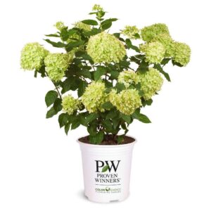 proven winner little lime hydrangea 2 gal, green to pink blooms