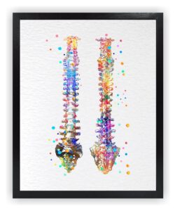 dignovel studios 8x10 unframed human spine bone anatomy medical art doctor watercolor art print poster housewarming wall giclee office home decor dn529