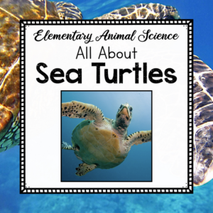 all about sea turtles - elementary animal science