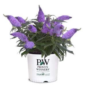 Proven Winner Pugster Amethyst 2 Gal. Buddleia, Purple Blooms