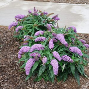 Proven Winner Pugster Amethyst 2 Gal. Buddleia, Purple Blooms