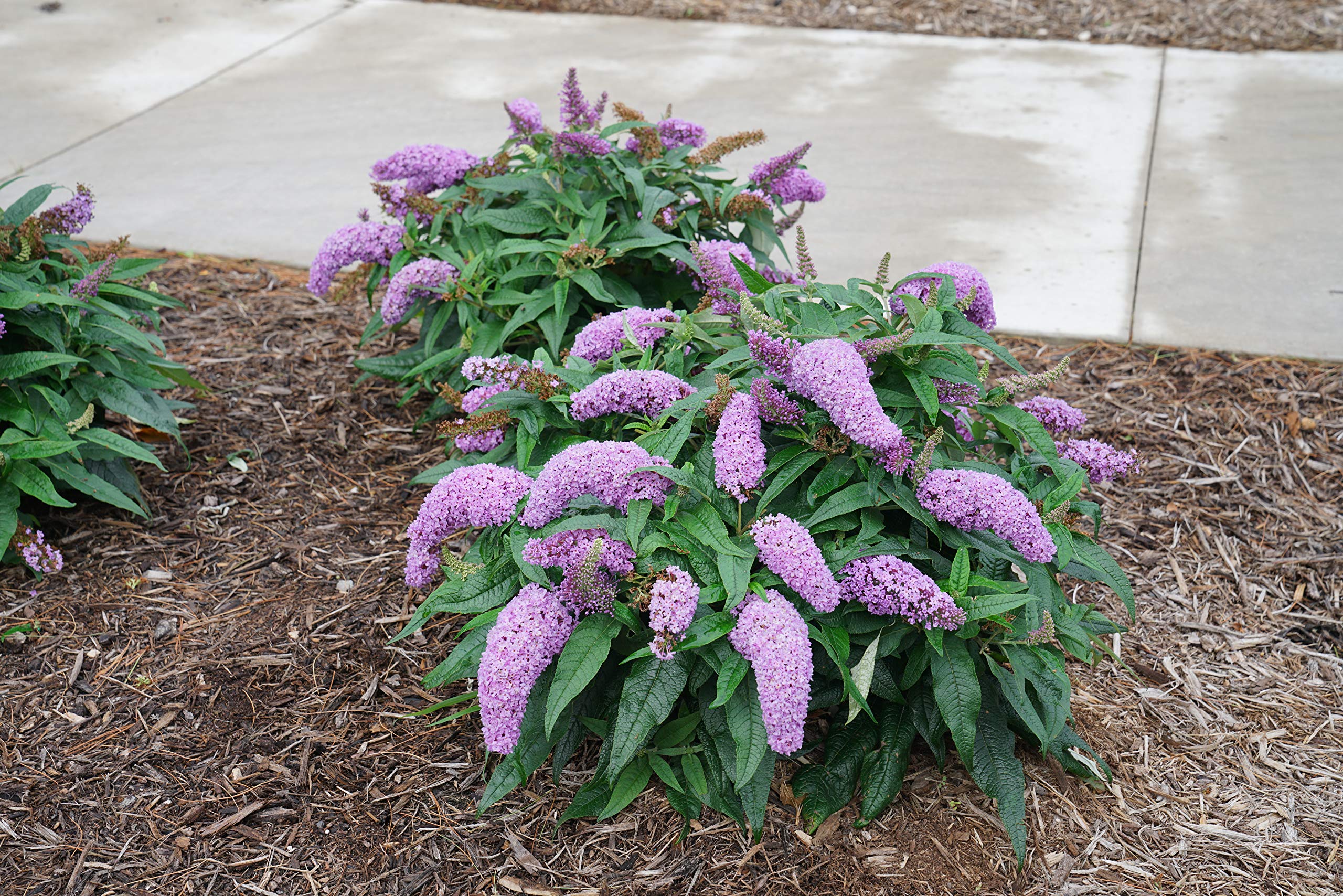 Proven Winner Pugster Amethyst 2 Gal. Buddleia, Purple Blooms