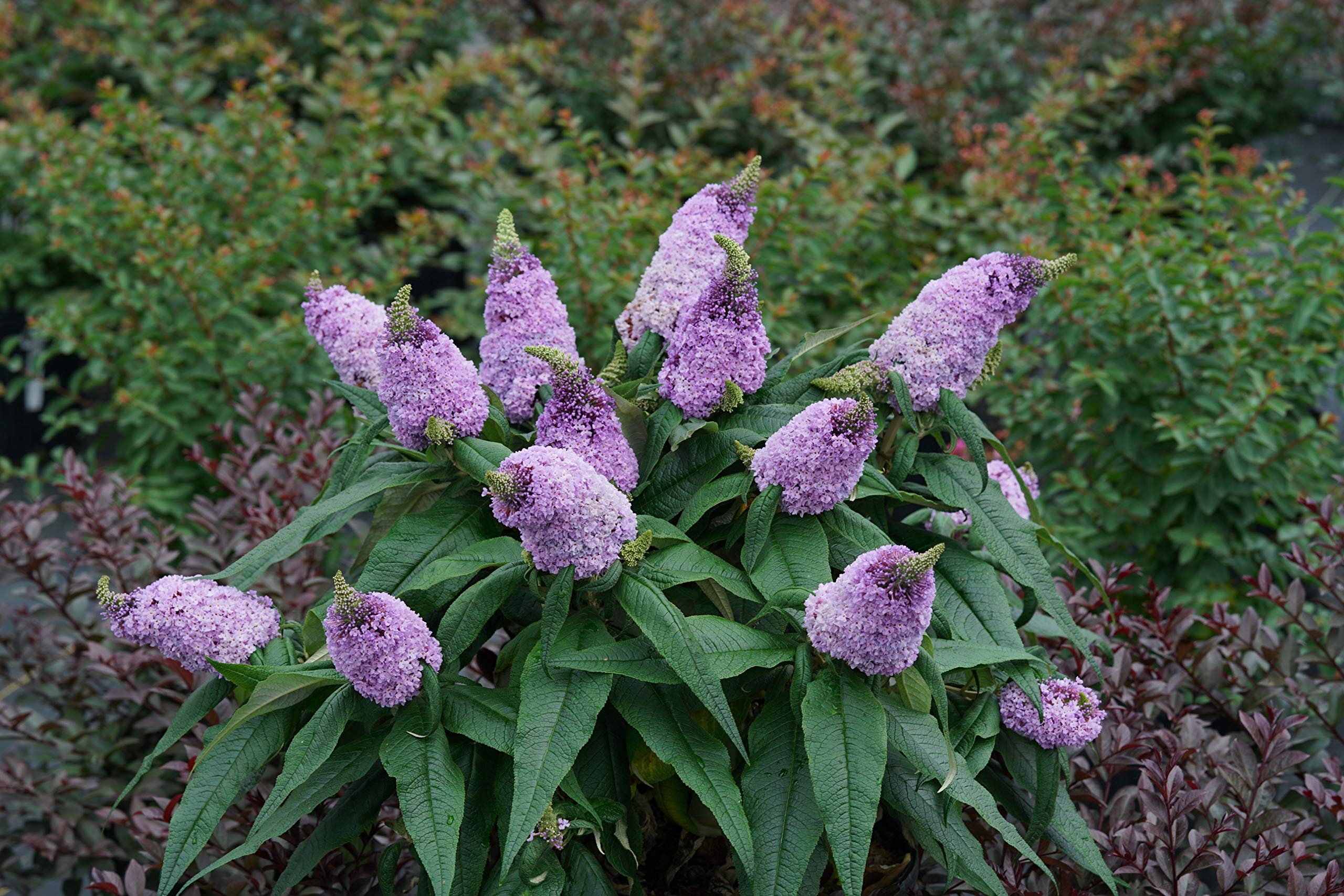 Proven Winner Pugster Amethyst 2 Gal. Buddleia, Purple Blooms