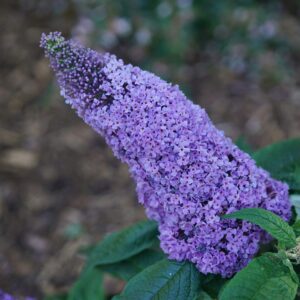 Proven Winner Pugster Amethyst 2 Gal. Buddleia, Purple Blooms