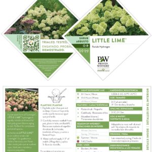 Proven Winner Little Lime Hydrangea 2 Gal, Green to Pink Blooms