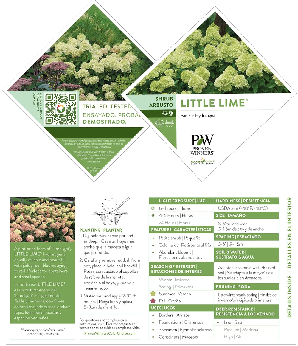 Proven Winner Little Lime Hydrangea 2 Gal, Green to Pink Blooms